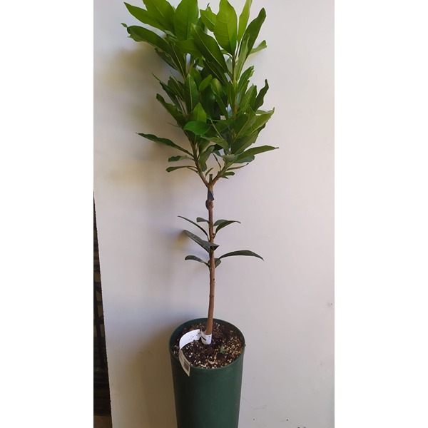 Lúcuma - PLANTIS4YOU